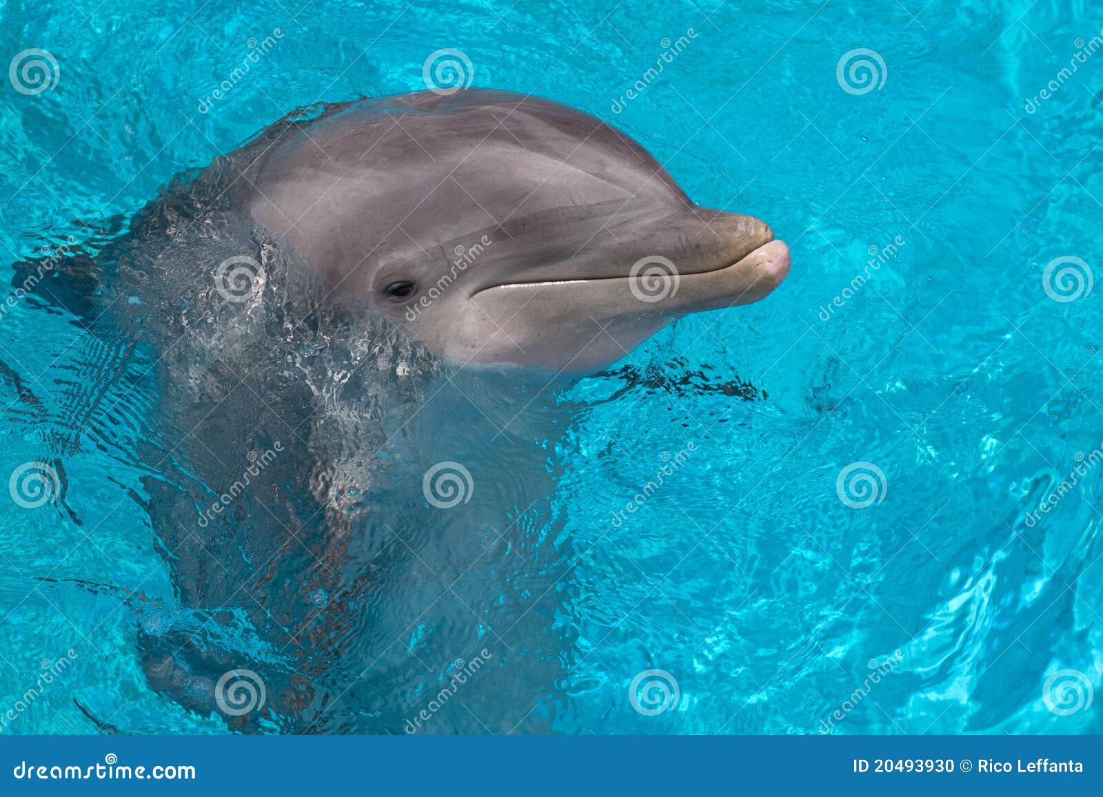 Dolphin face stock photo. Image of dolphin, pacifc, water - 20493930