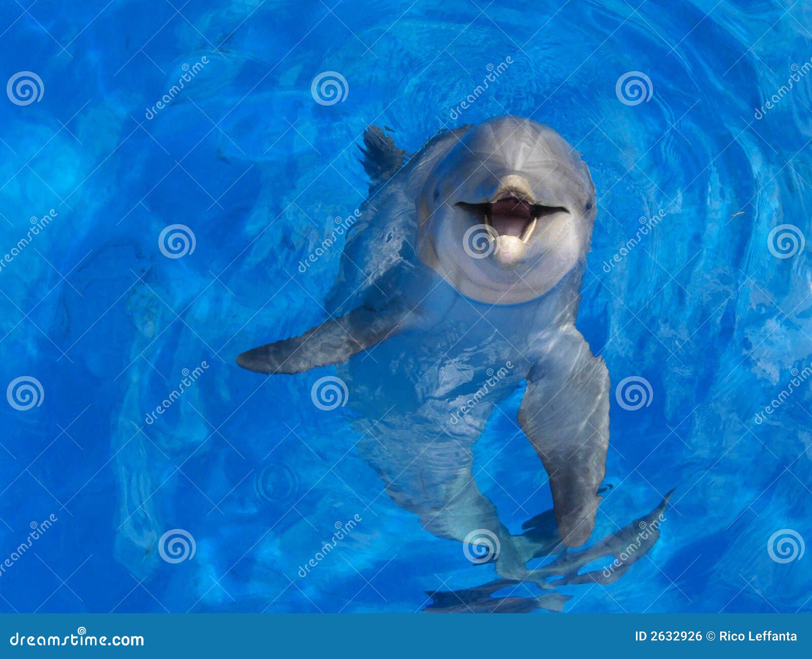 Dolphin face stock photo. Image of bottlenose, truncatus - 2632926