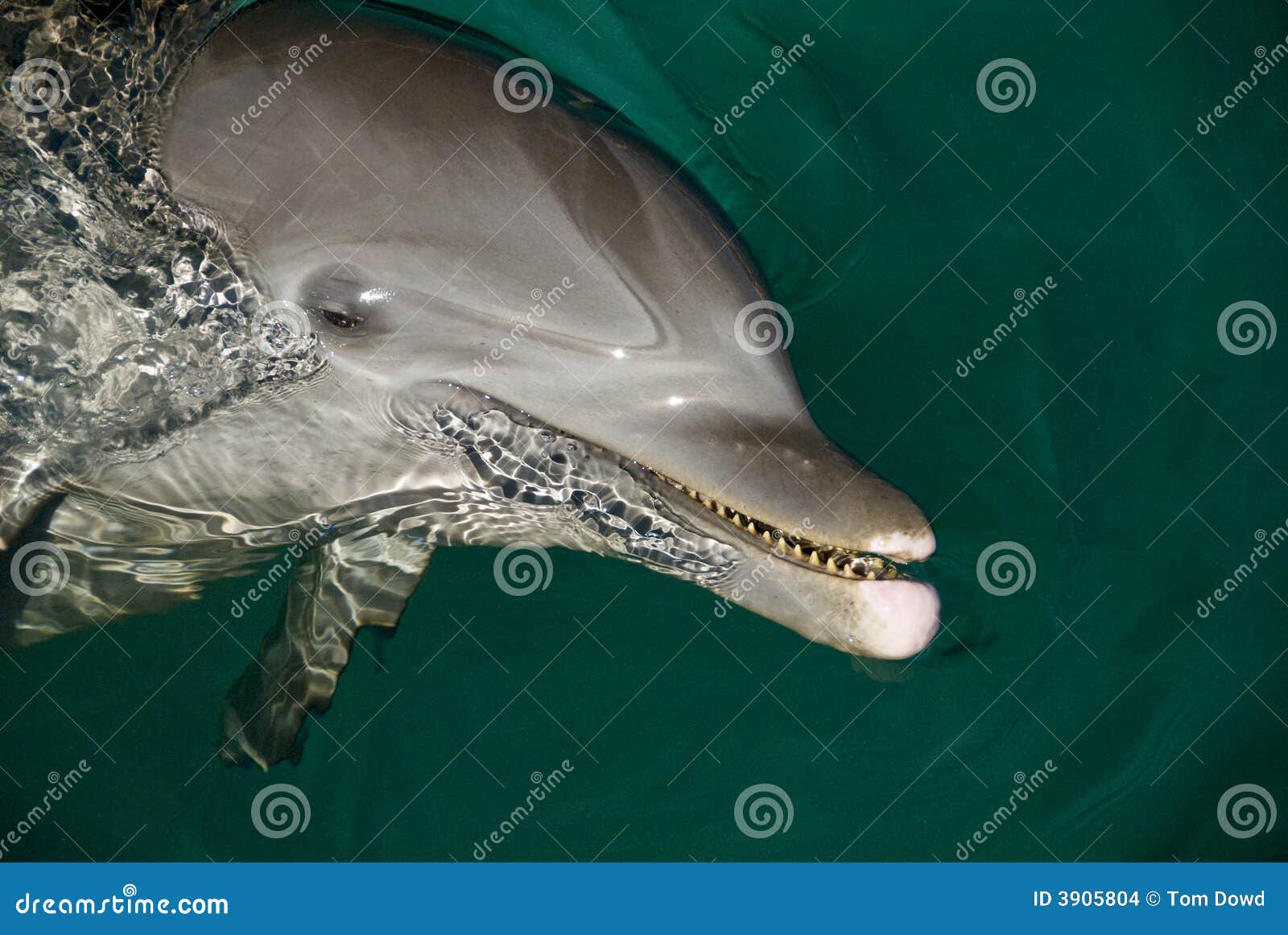 Dolphin face stock photo. Image of aquatic, dolphin, wildlife - 3905804