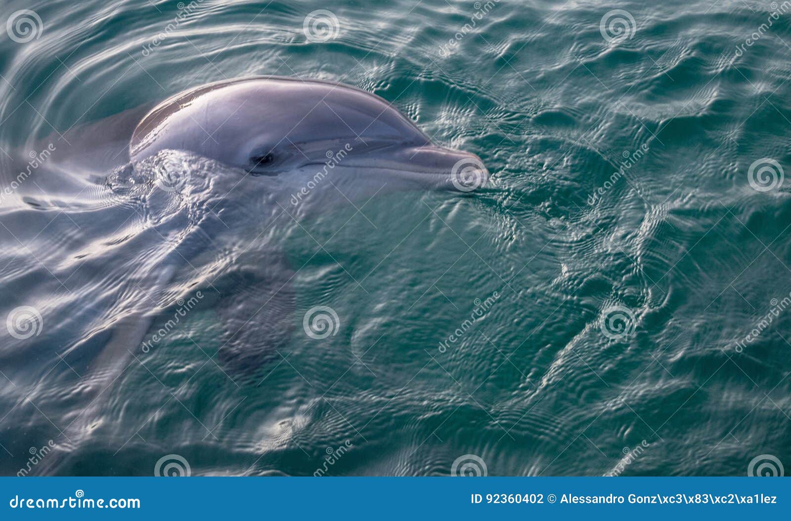 Dolphin face stock photo. Image of face, waters, baby - 92360402