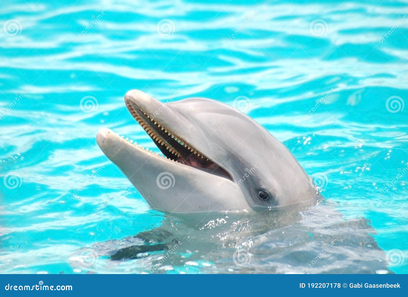 Dolphin Face in the Blue Water at Curacao Stock Photo - Image of pool ...