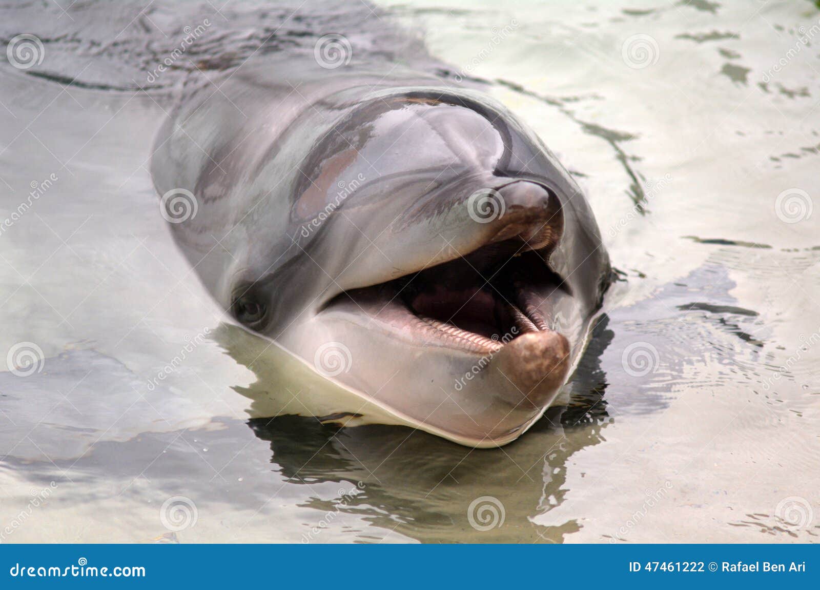 Dolphin face stock photo. Image of australian, captivity - 47461222