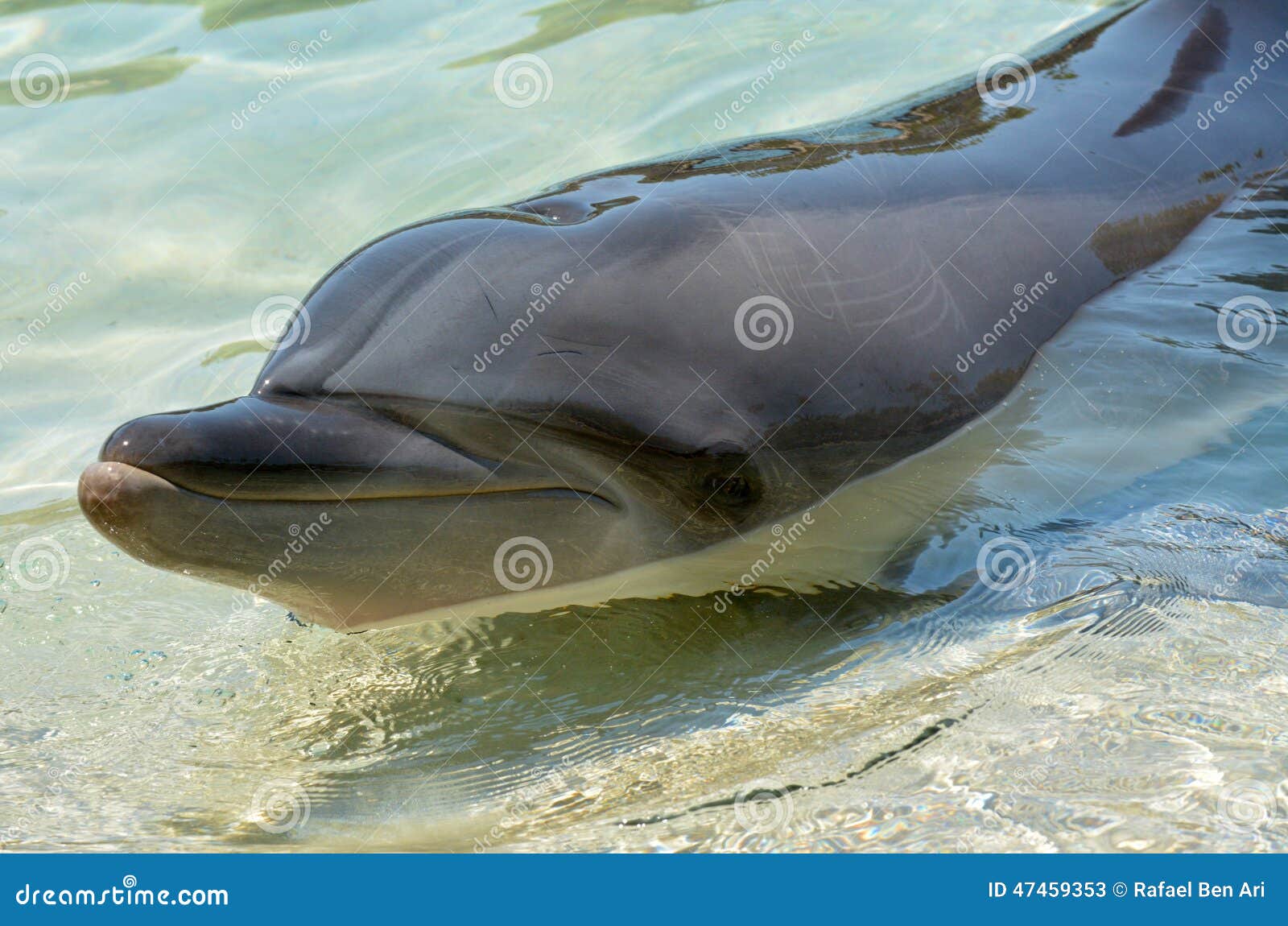 Dolphin face stock image. Image of sight, marine, wild - 47459353