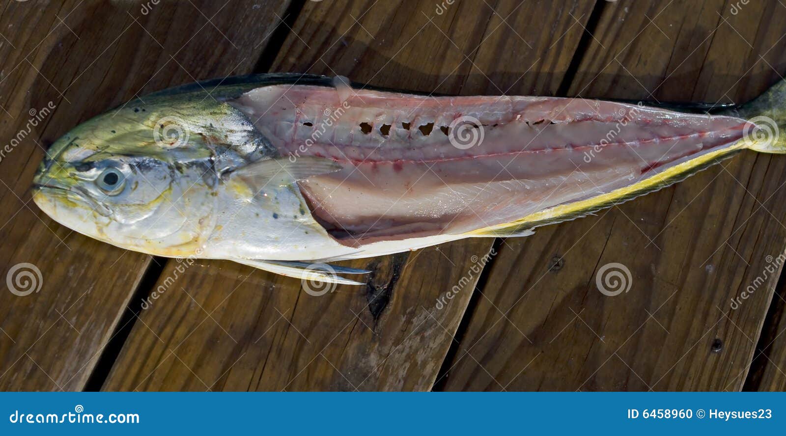 Dolphin fillet stock photo. Image of mahi, close, flesh - 6458960