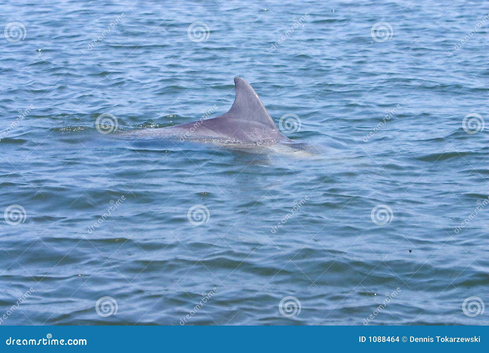 Dolphin fin stock photo. Image of animal, ocean, surface - 1088464