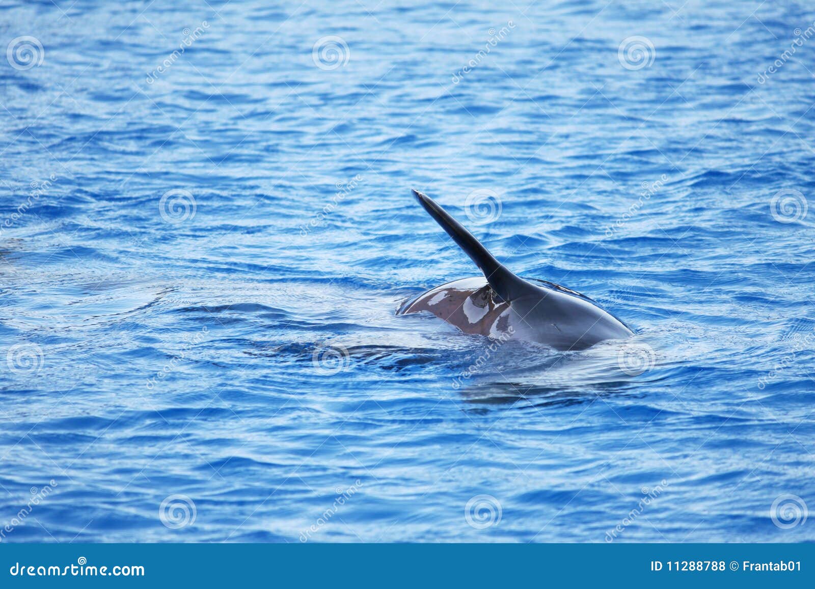 Dolphin fin stock photo. Image of amusement, ocean, game - 11288788