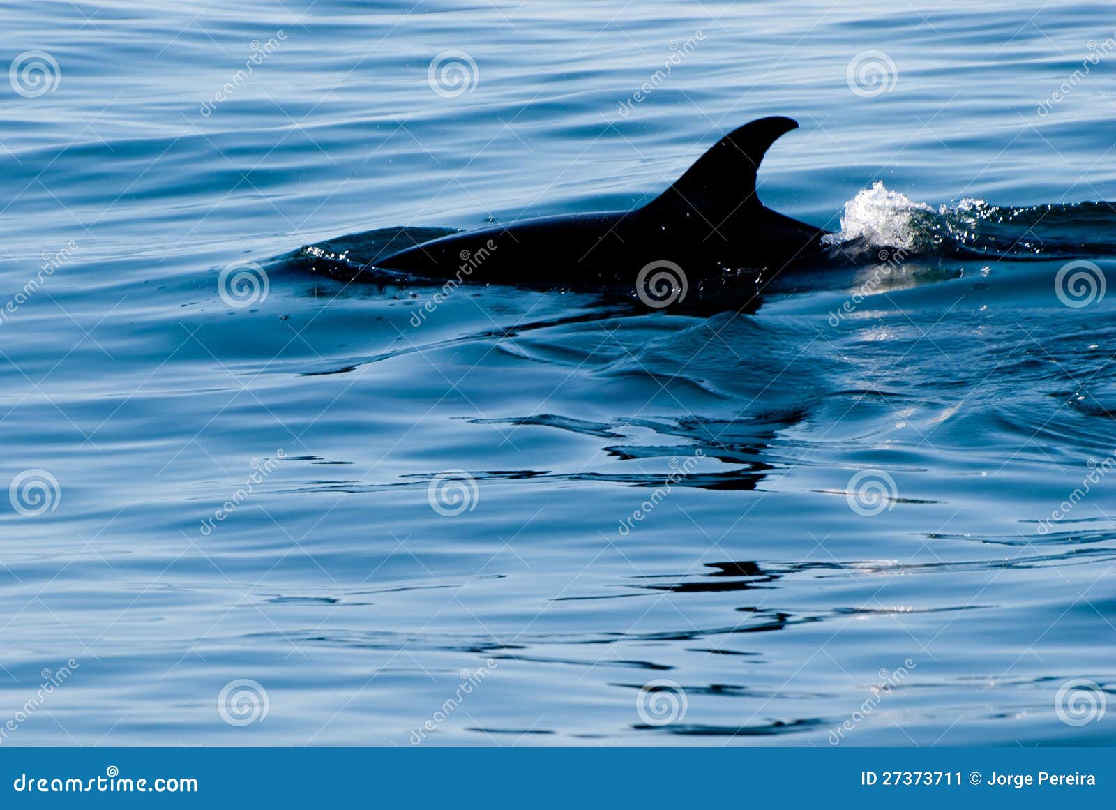 Dolphin fin stock image. Image of portugal, ocean, water - 27373711