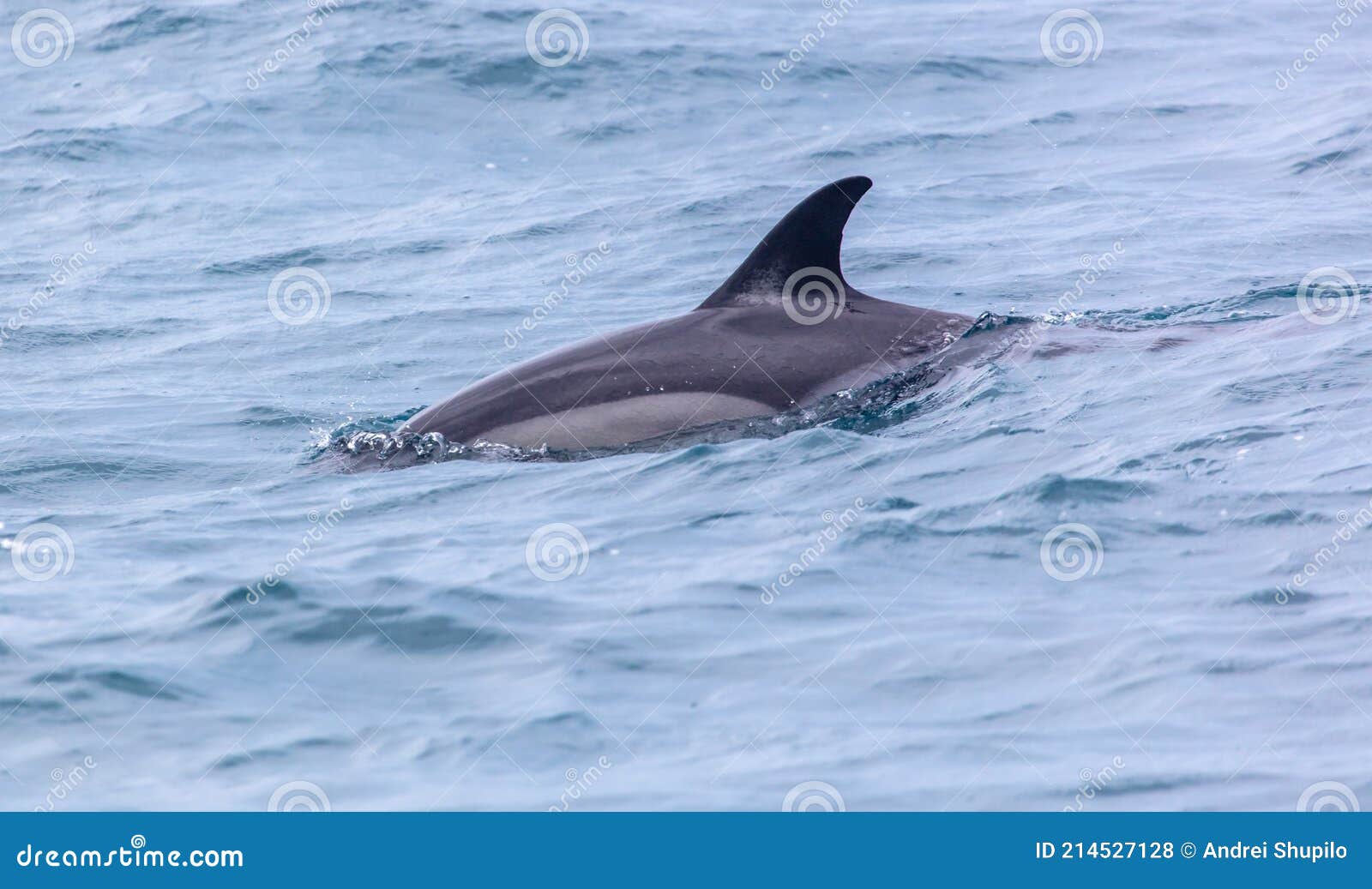 Dolphin Fin Above the Water Stock Photo - Image of natural, aquatic ...