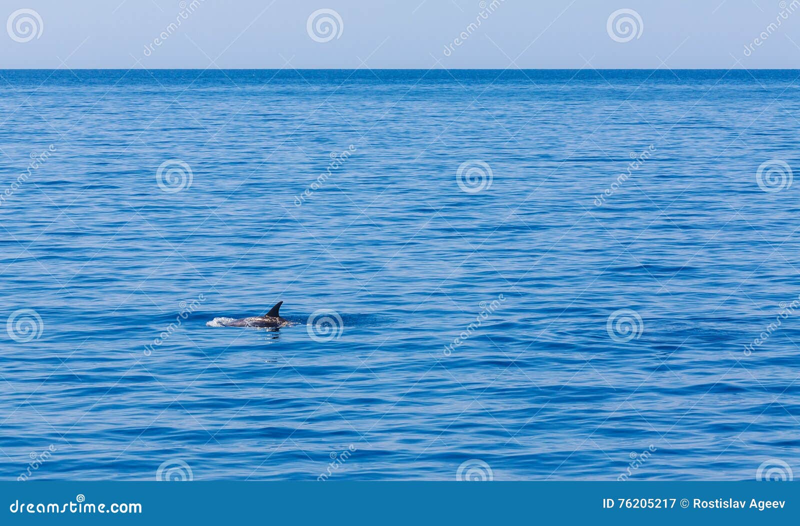 Dolphin Fin Above Waves, Mediterranean Sea Stock Image - Image of fish ...