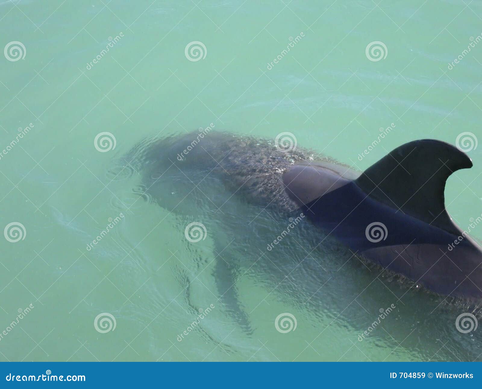 Dolphin fin in the gulf stock image. Image of dolphin, fish - 704859