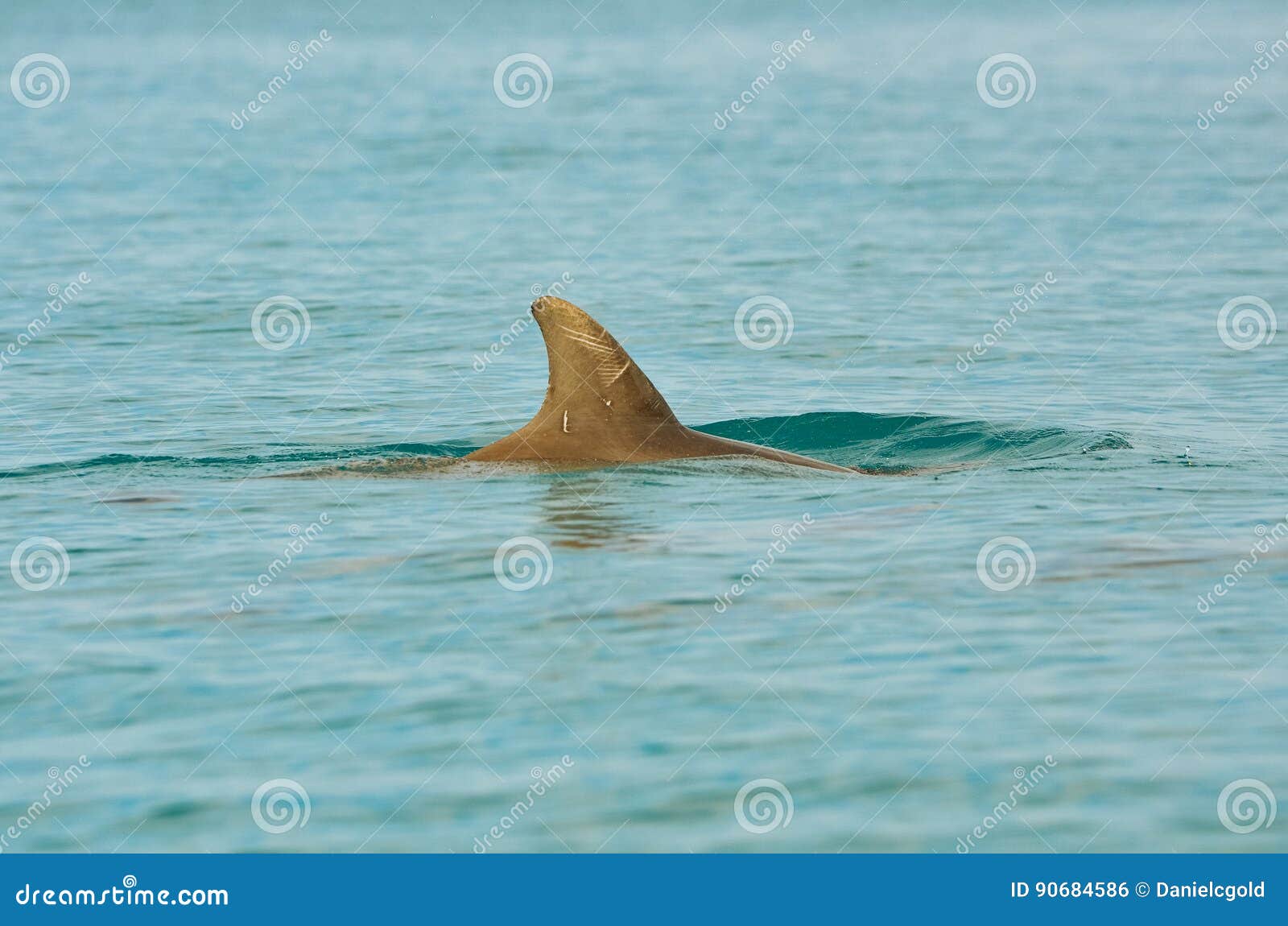 A dolphin fin in the ocean stock photo. Image of action - 90684586