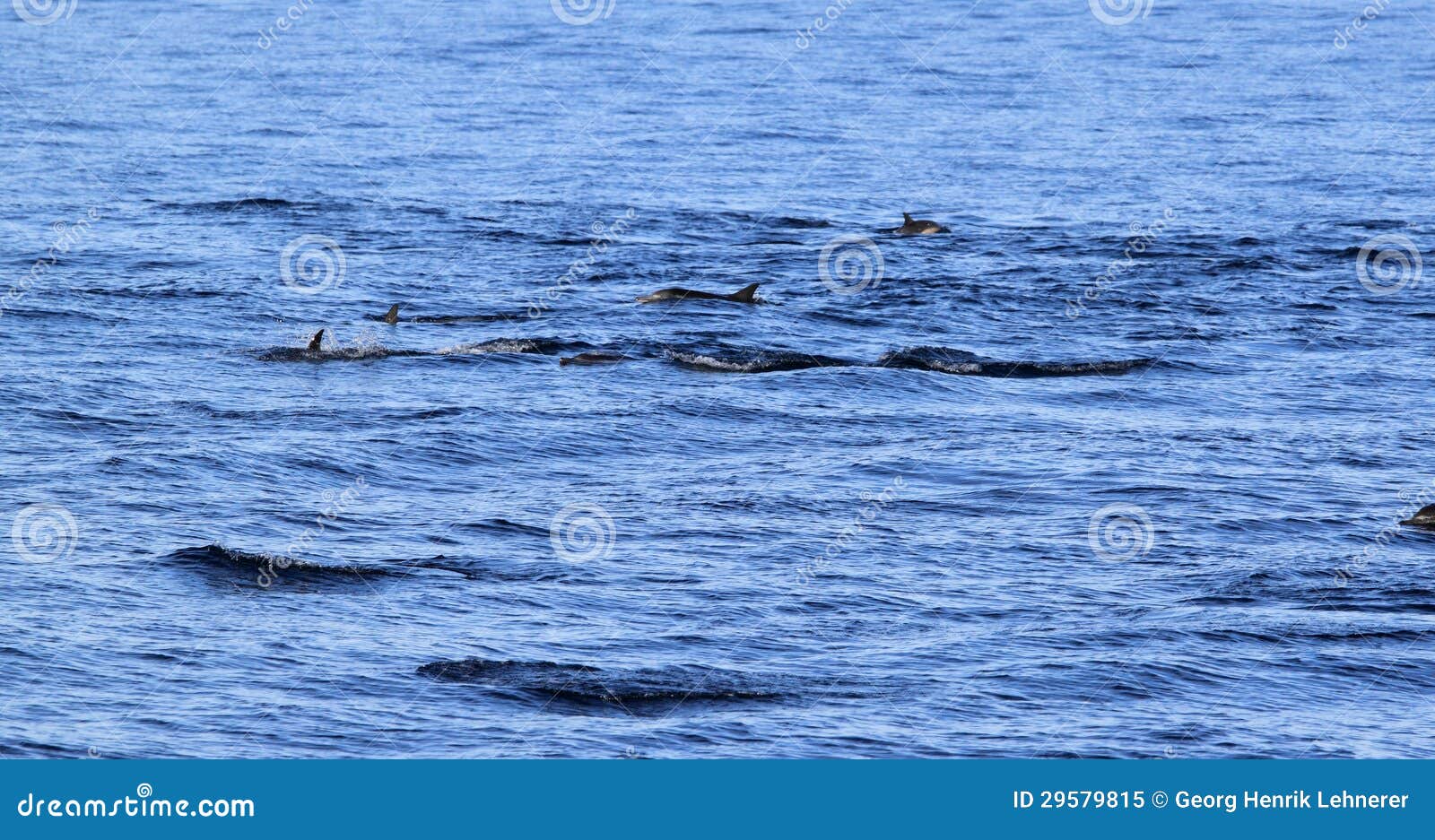 Dolphin Fins stock image. Image of aquatic, intelligent - 29579815
