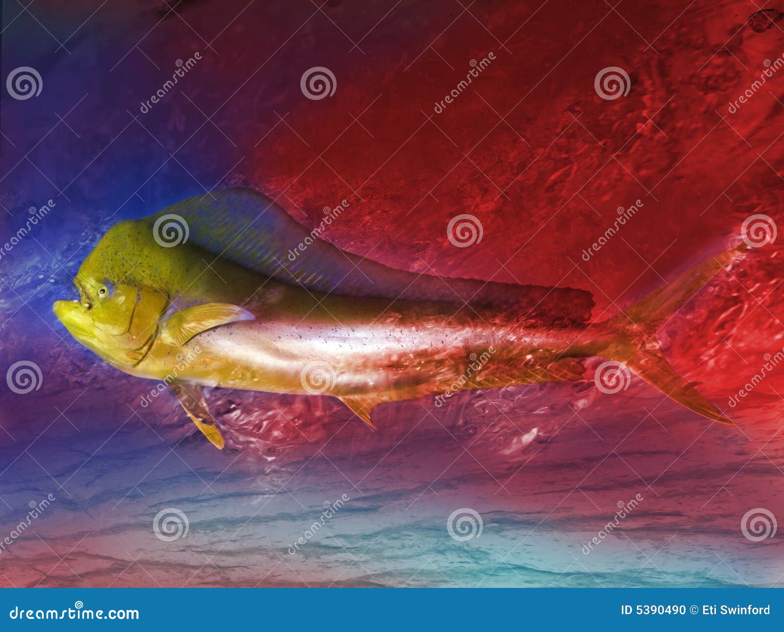 Dolphin fish stock photo. Image of fishing, extinction - 5390490