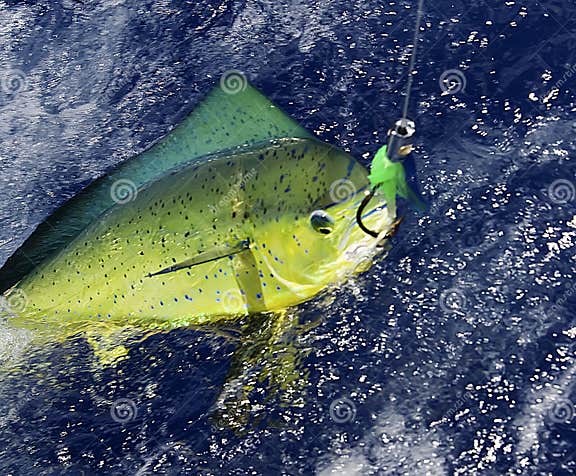 Dolphin Fish stock photo. Image of blue, pursuit, food - 8051108