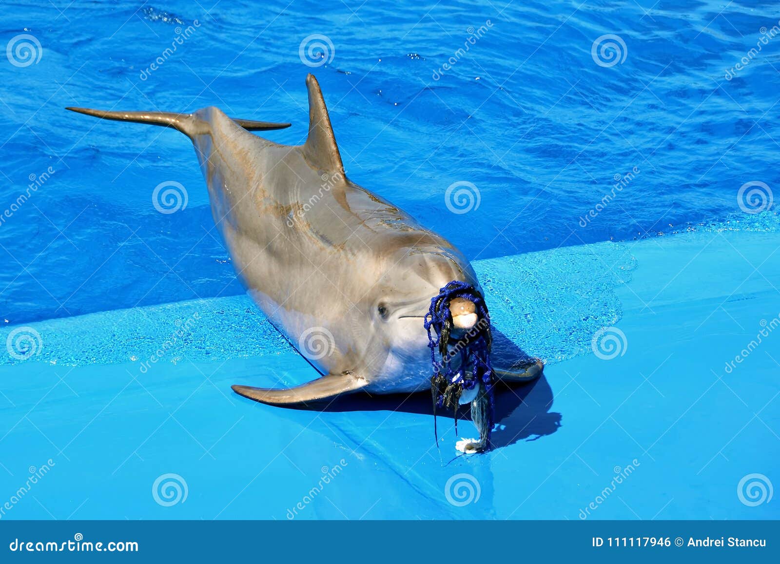 Dolphin stock photo. Image of diver, happy, mouth, life - 111117946