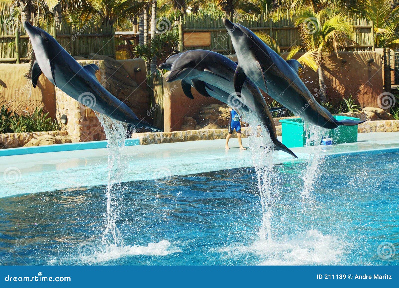 Dolphin flight #2 stock image. Image of south, africa, mammel - 211189