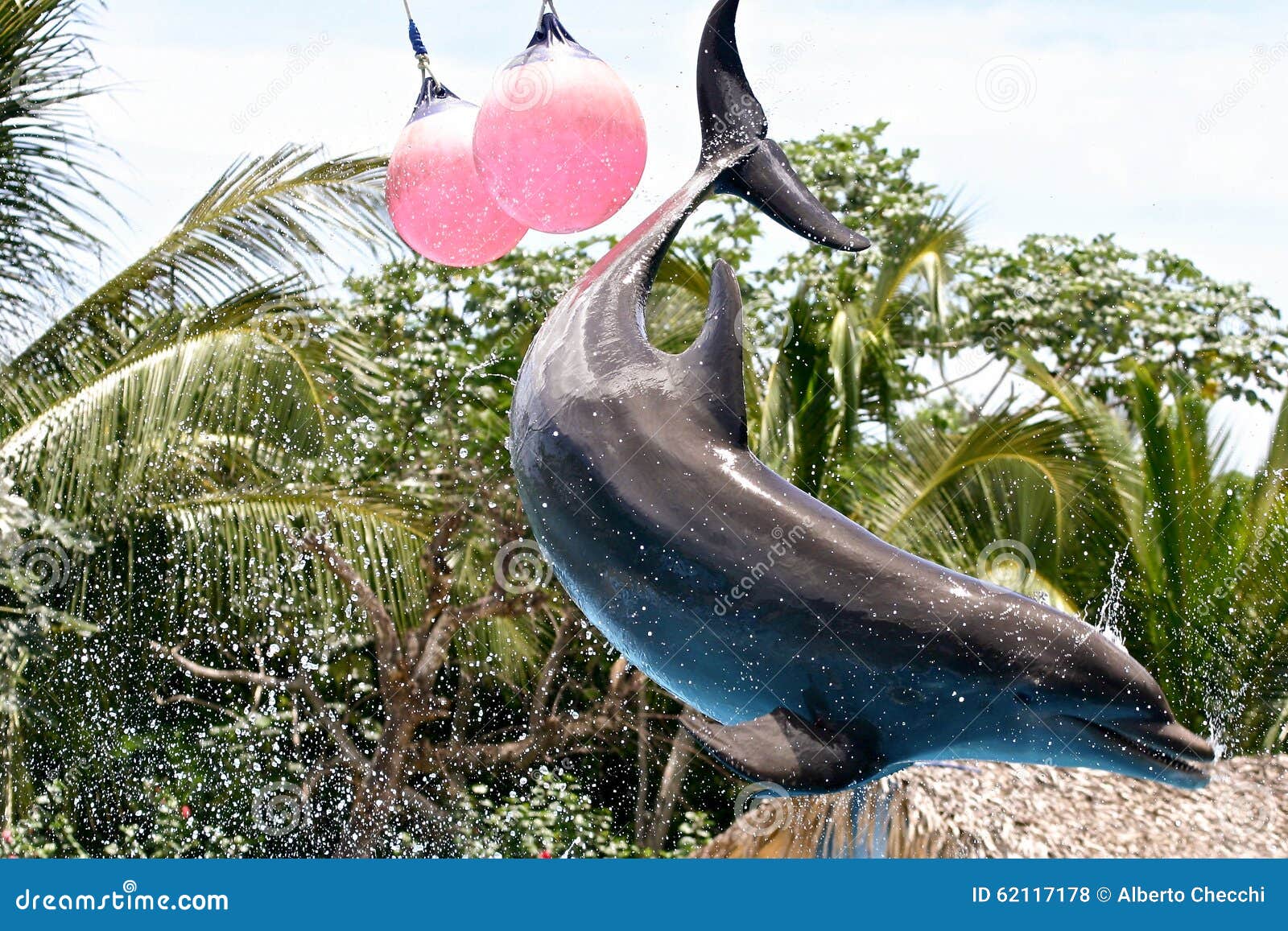 Dolphin in flight stock photo. Image of wildlife, nature - 62117178