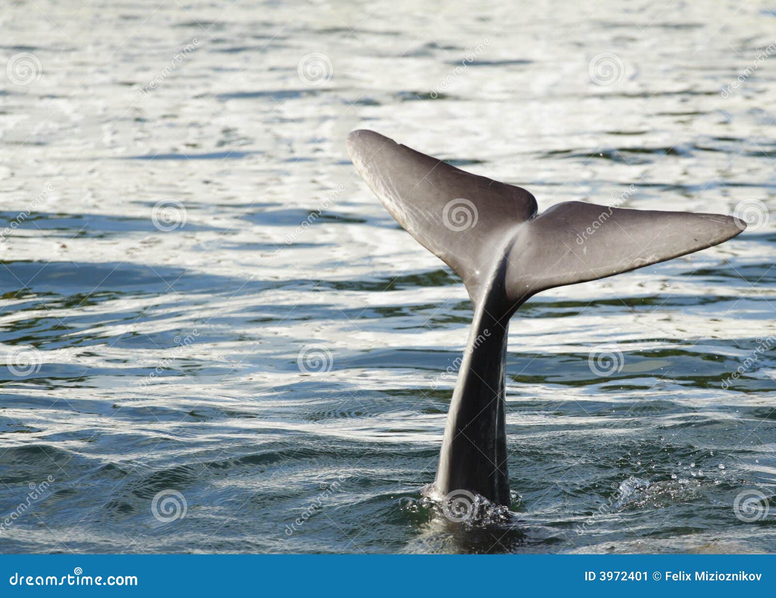Dolphin Flipper stock image. Image of environment, tail - 3972401