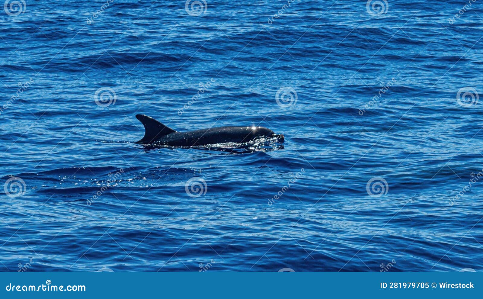 Dolphin Floating Peacefully on the Surface of Blue Water. Stock Image ...