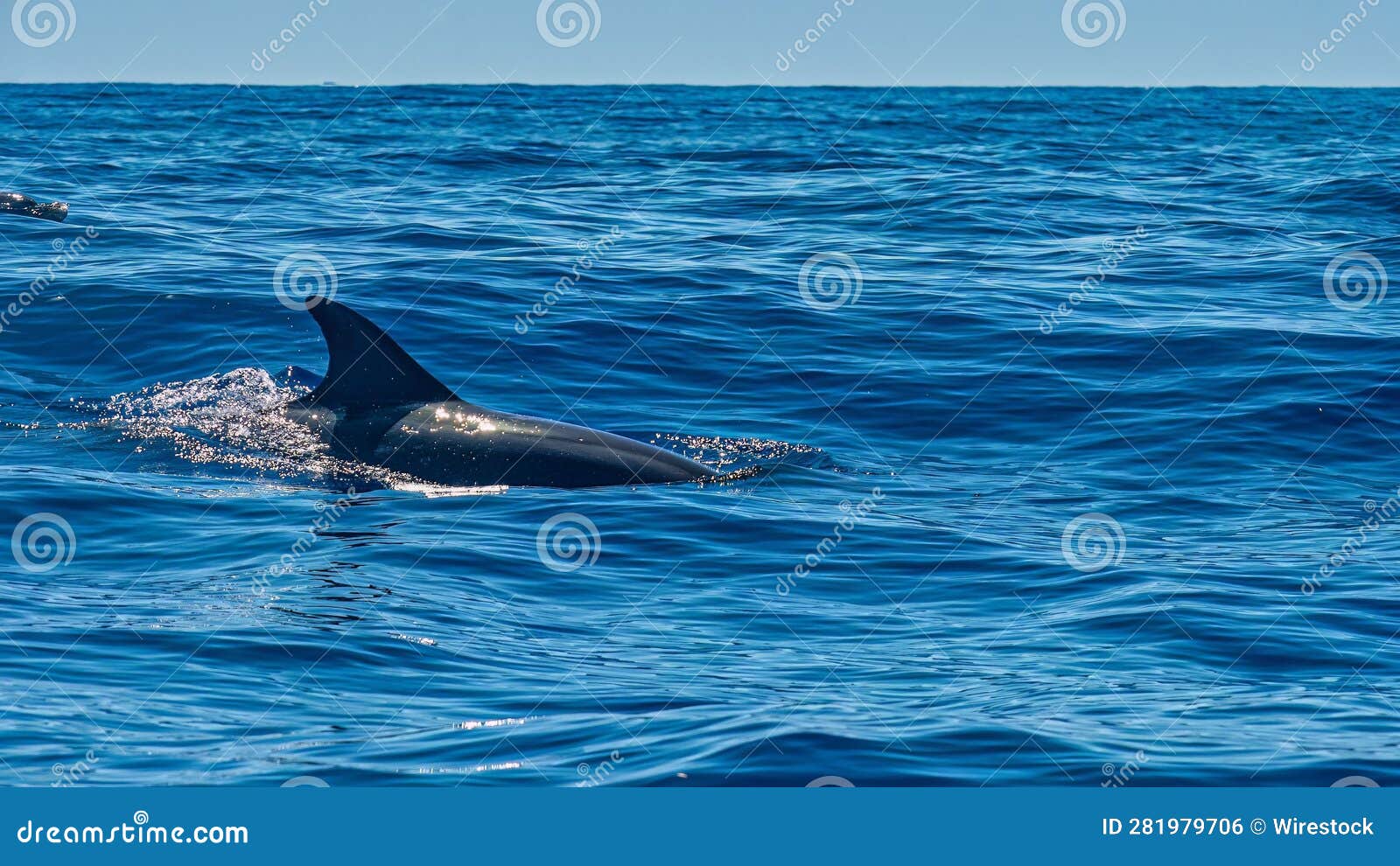 Dolphin Floating Peacefully on the Surface of Blue Water. Stock Photo ...