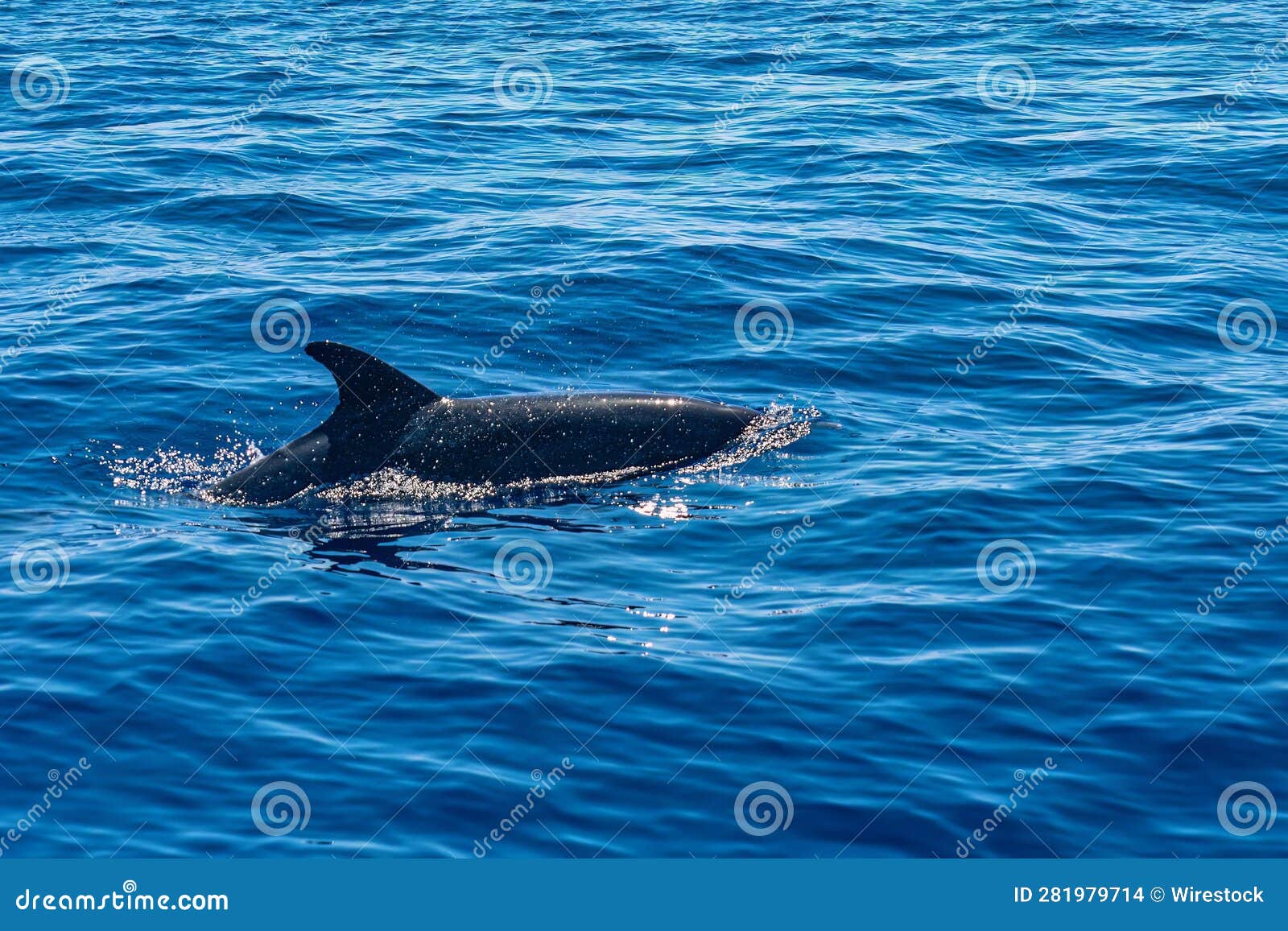 Dolphin Floating Peacefully on the Surface of Blue Water. Stock Photo ...