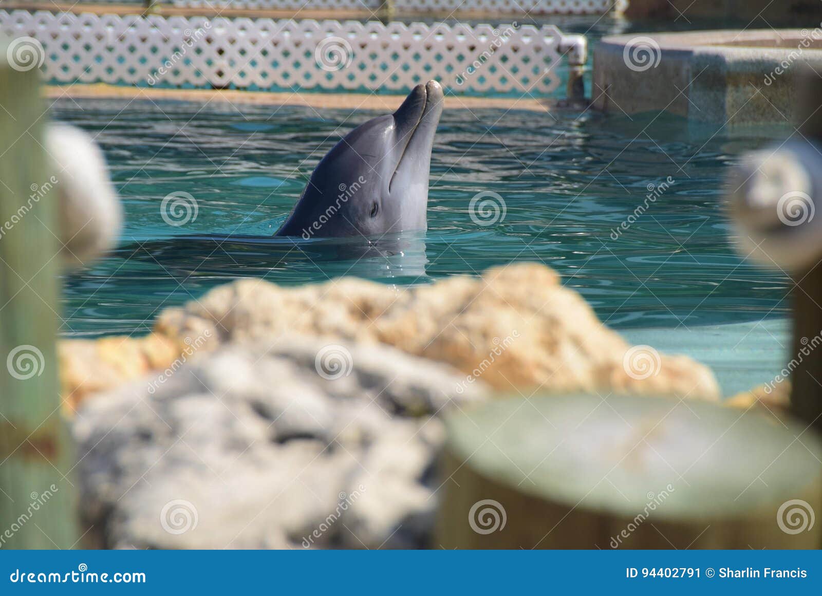 Dolphin stock image. Image of water, dolphins, floating - 94402791