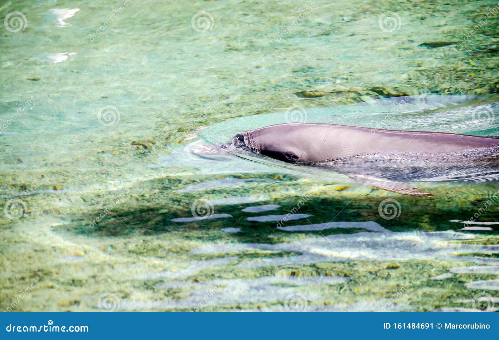 Dolphin Floating in the Turquoise Lagoon, French Polynesia Stock Image ...