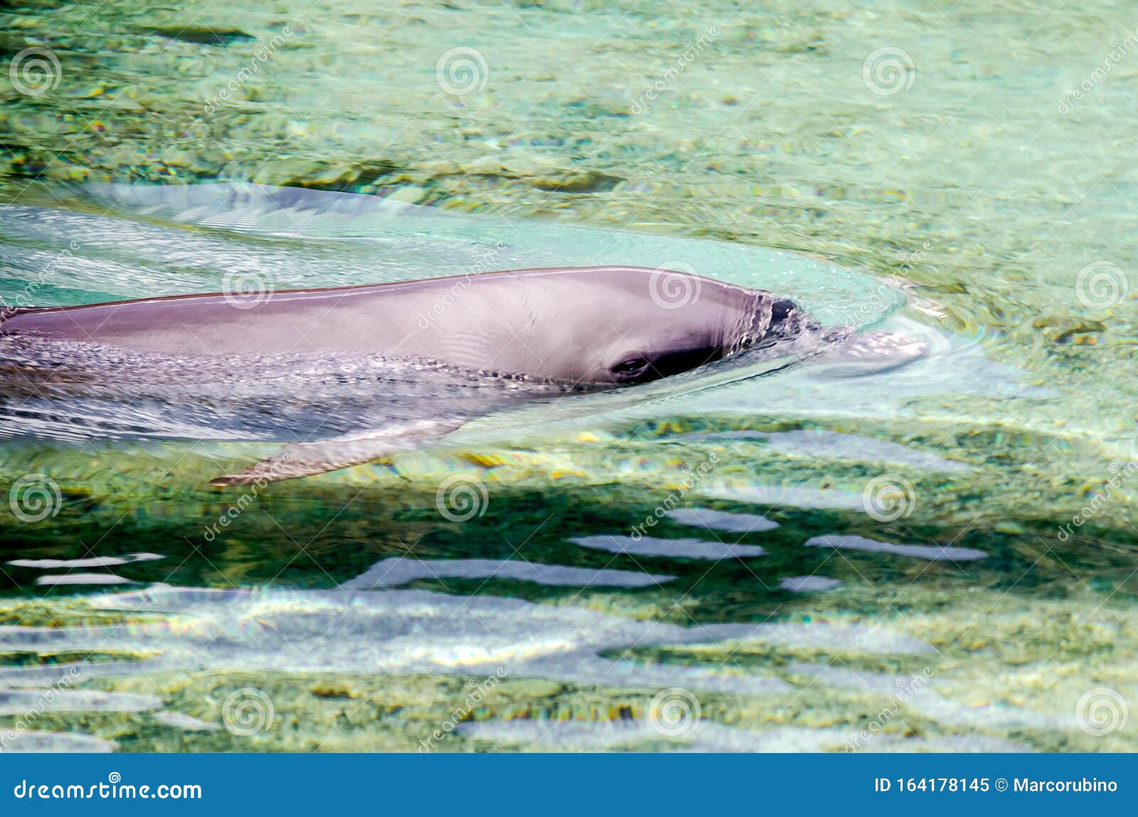 Dolphin Floating in the Turquoise Lagoon, French Polynesia Stock Image ...