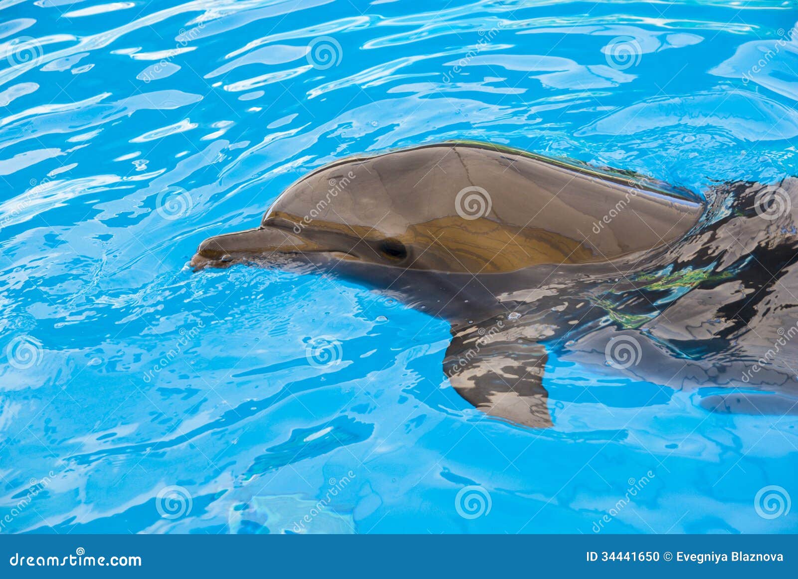 The Dolphin Floats in the Pool Stock Photo - Image of water, park: 34441650