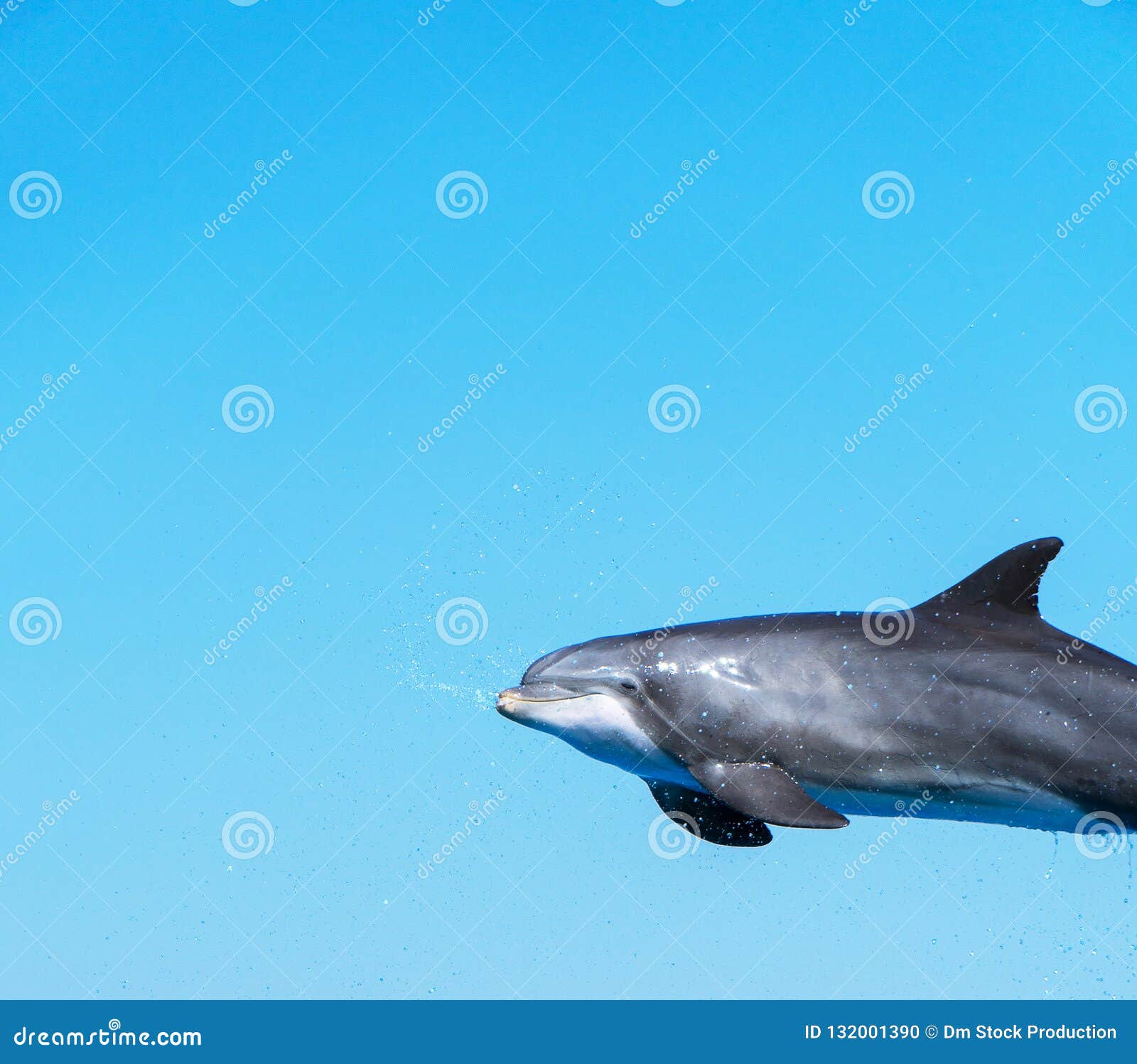 Dolphin flying. stock photo. Image of freedom, playful - 132001390