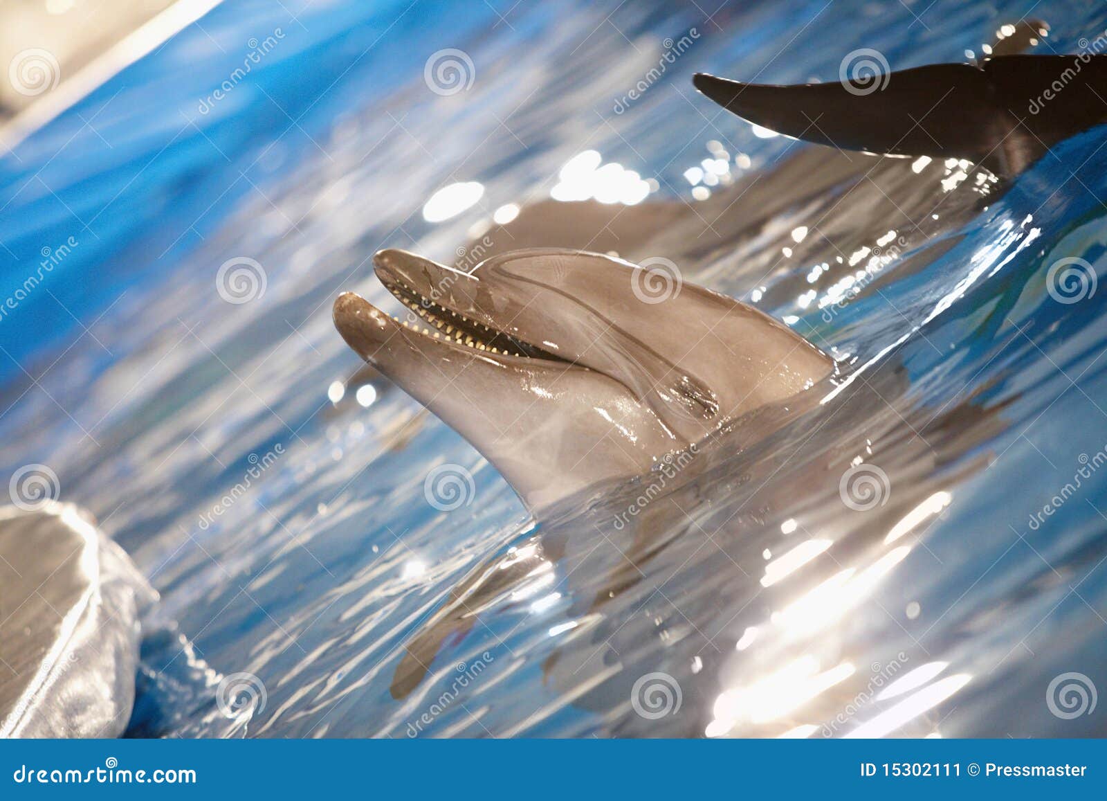 Dolphin fun stock image. Image of pool, intelligent, curious - 15302111