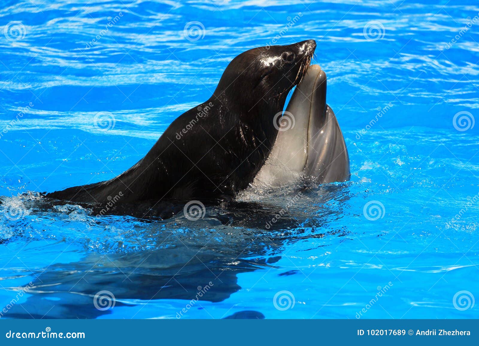 Dolphin and Fur Seal in a Pool Stock Image - Image of lovely ...