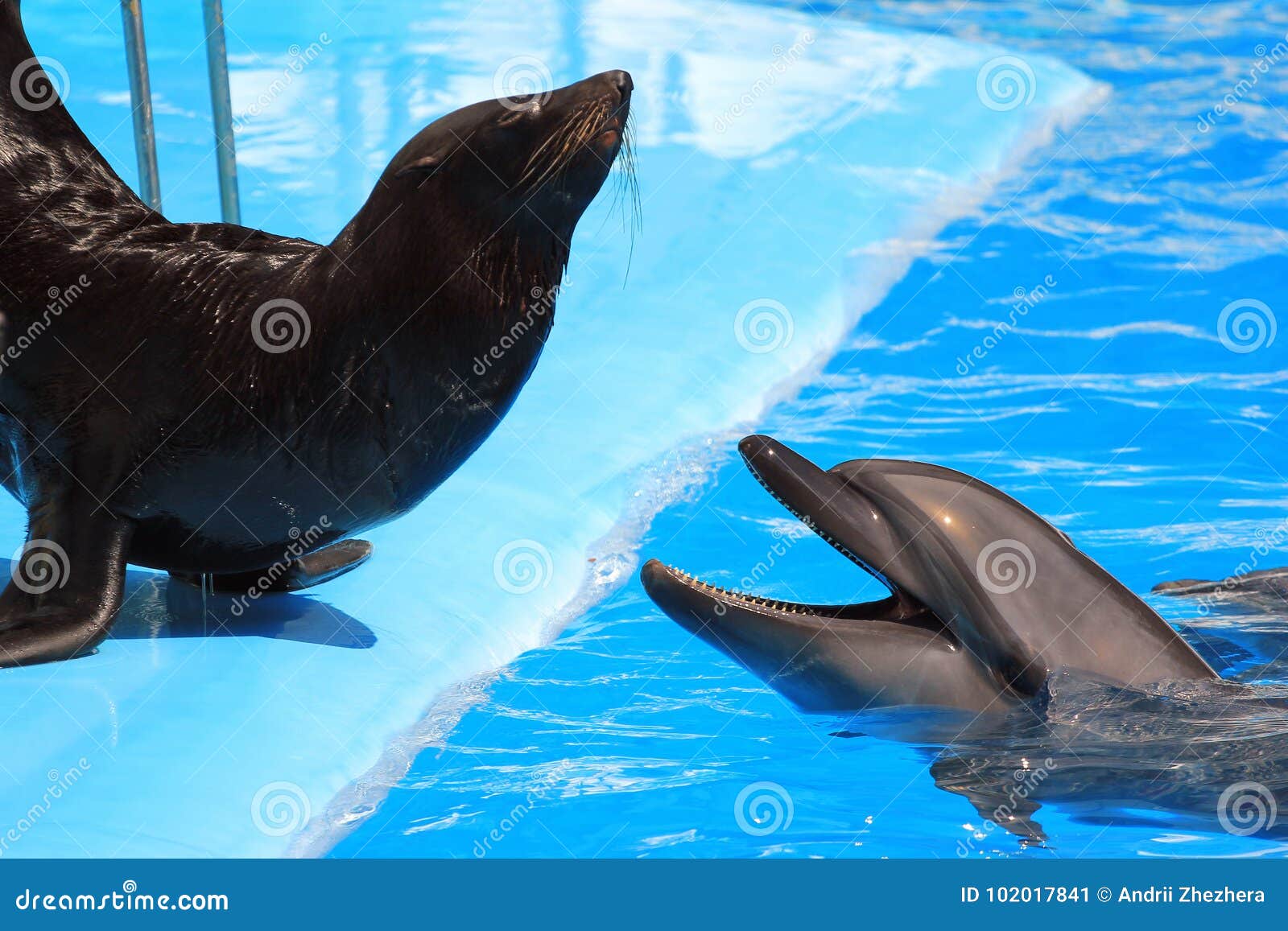 Dolphin and Fur Seal in a Pool Stock Image - Image of marine, happy ...