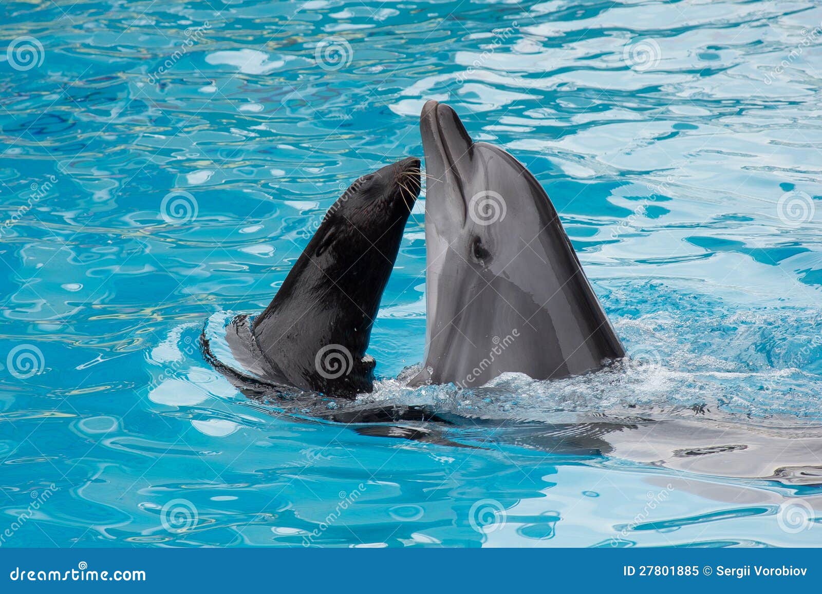Dolphin and Fur Seal Swim in the Pool Stock Image - Image of furseal ...