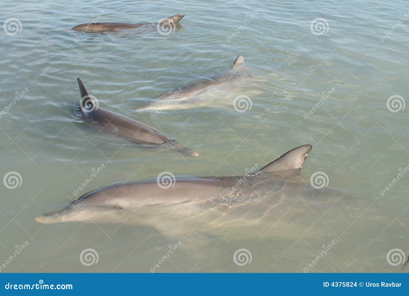 Dolphin group stock photo. Image of dorsal, mammals, lovely - 4375824