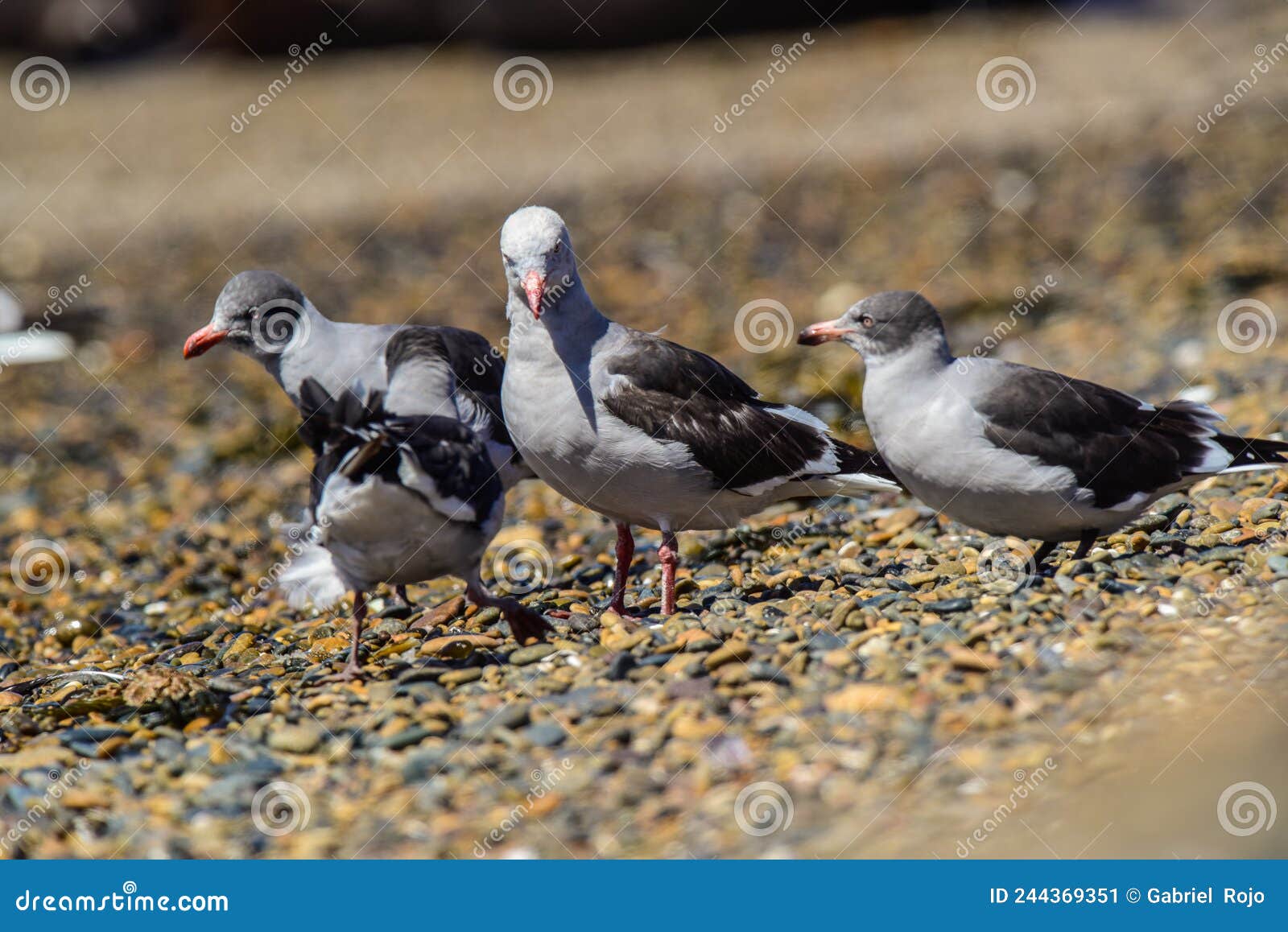 Dolphin Gull stock image. Image of feathers, life, species - 244369351