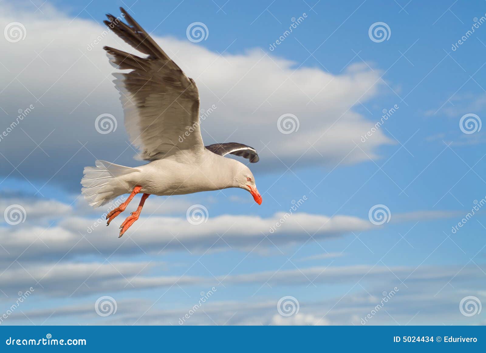 Dolphin Gull flying stock photo. Image of windy, serenity - 5024434