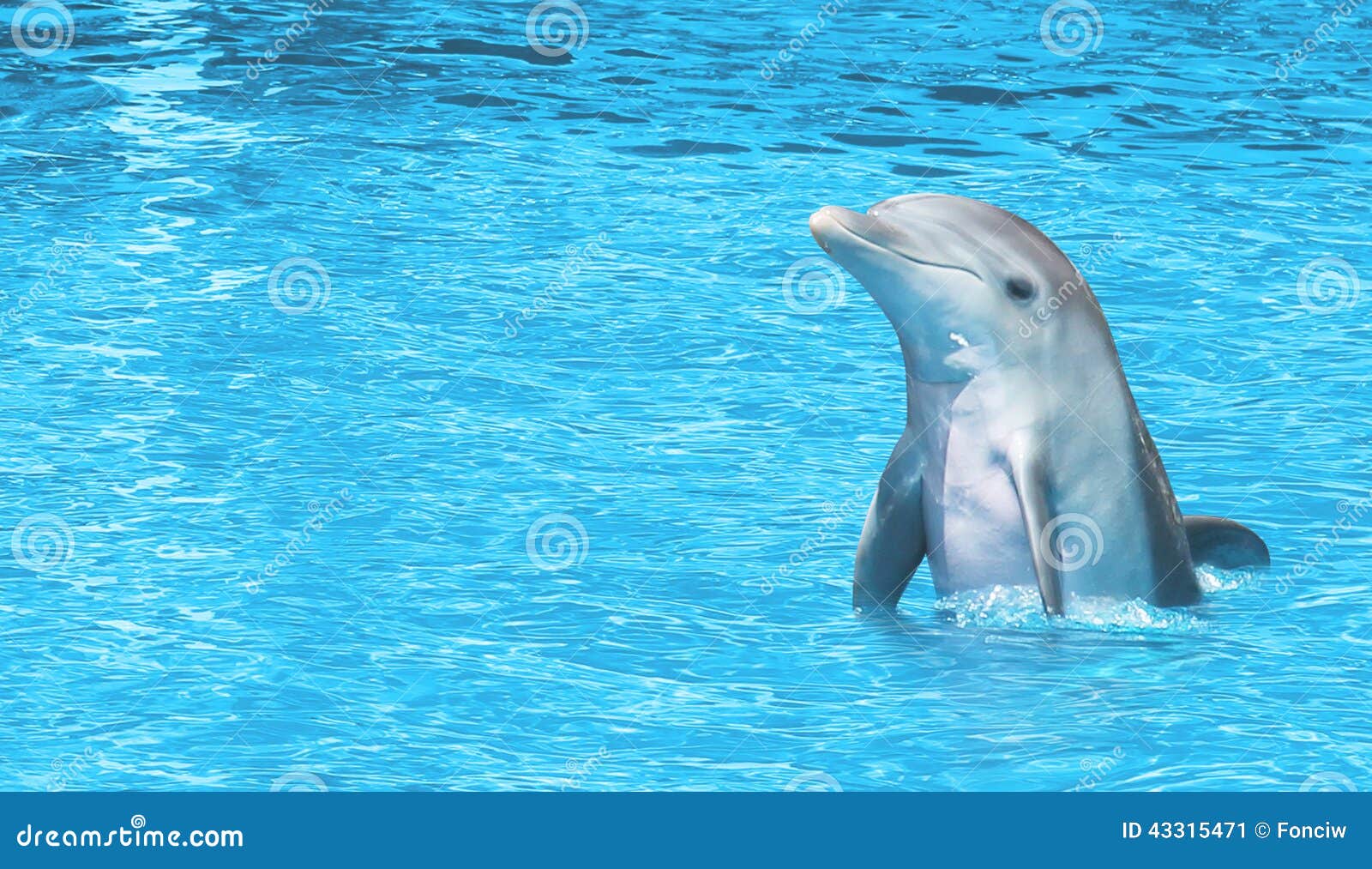 Dolphin happy on sea stock image. Image of world, friend - 43315471