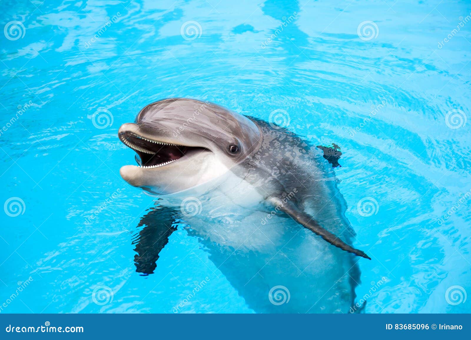 Dolphin stock photo. Image of aquarium, creature, smile - 83685096