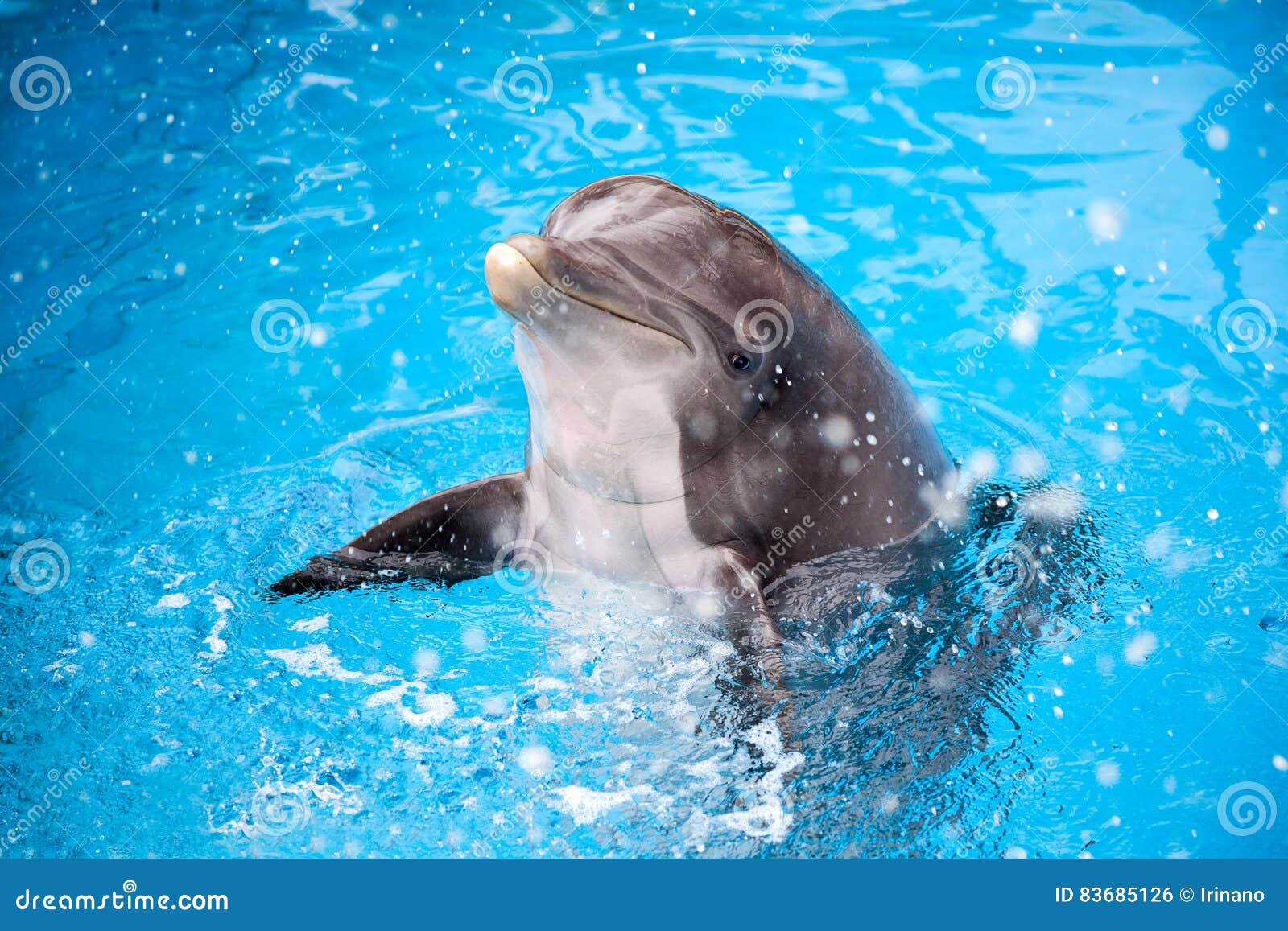 Dolphin stock photo. Image of looking, dolphin, ocean - 83685126