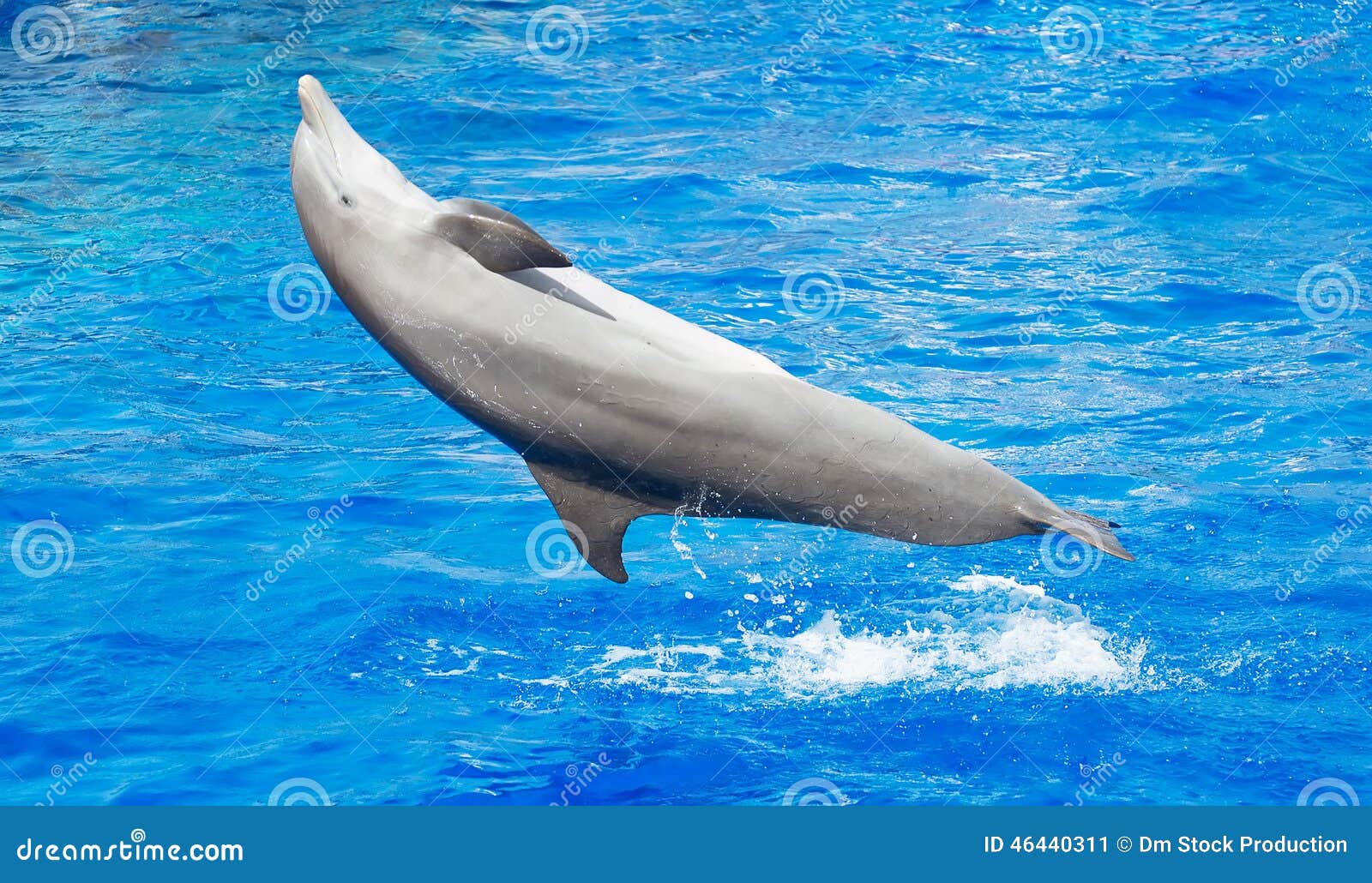 Dolphin having fun. stock image. Image of bottlenose - 46440311
