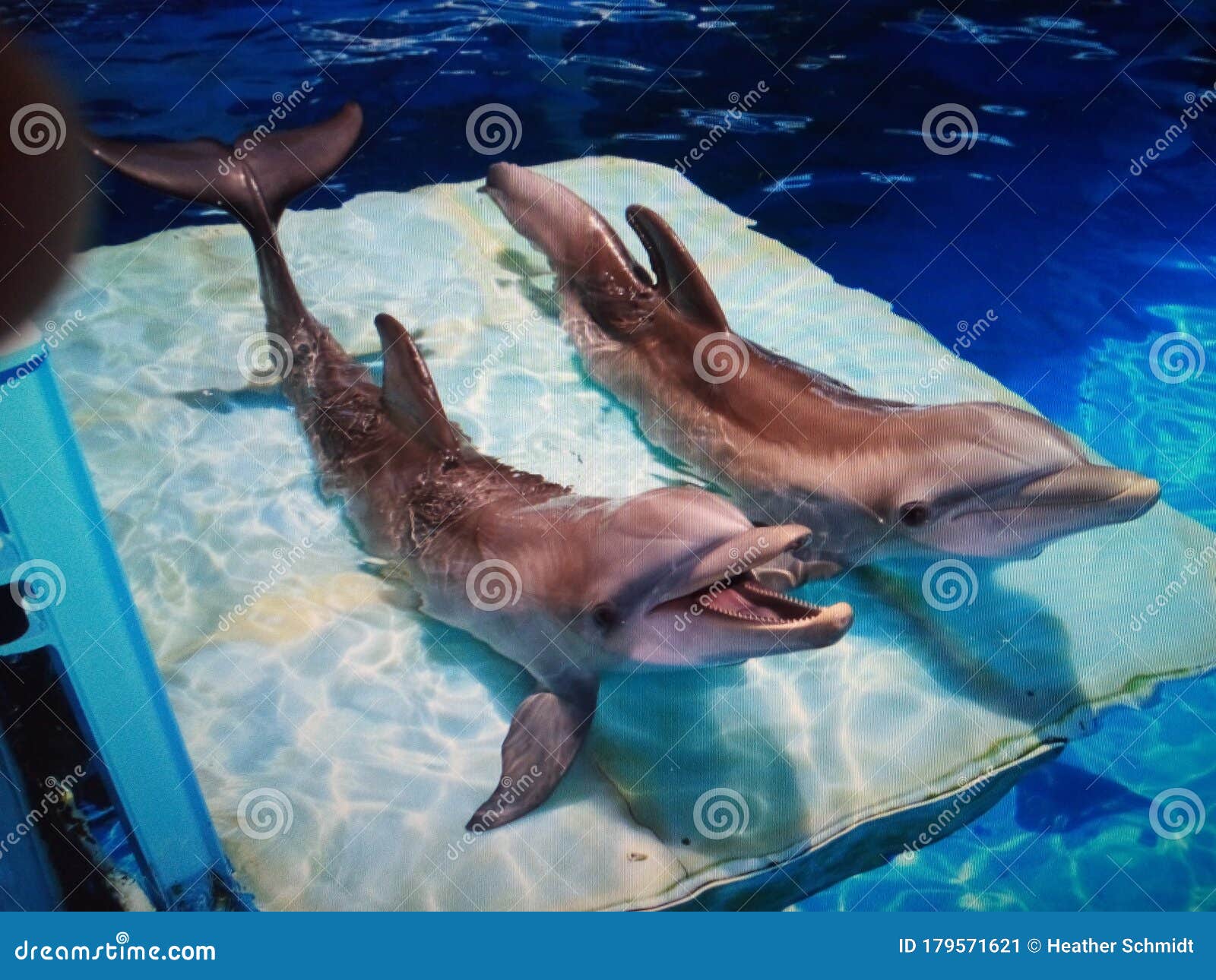 Dolphin having fun stock image. Image of animal, blue - 179571621