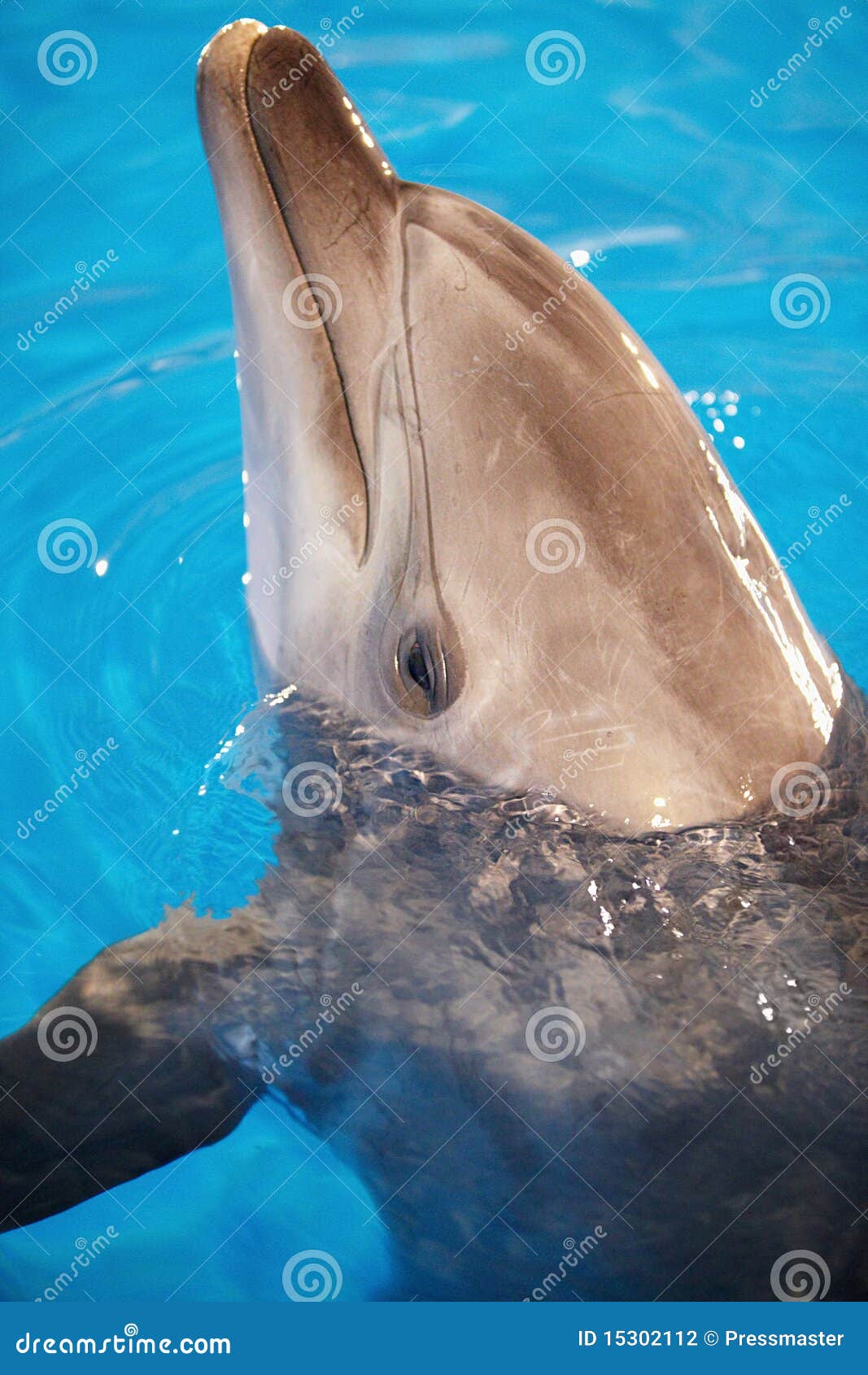 Dolphin head stock photo. Image of happy, ocean, grey - 15302112