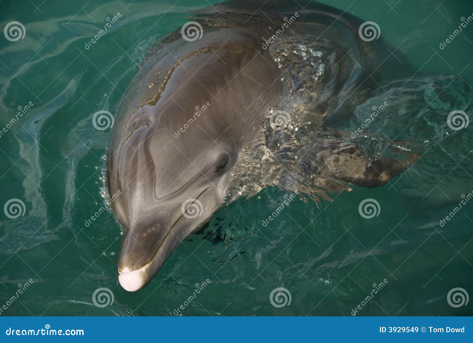 Dolphin head stock image. Image of wildlife, grey, delphis - 3929549