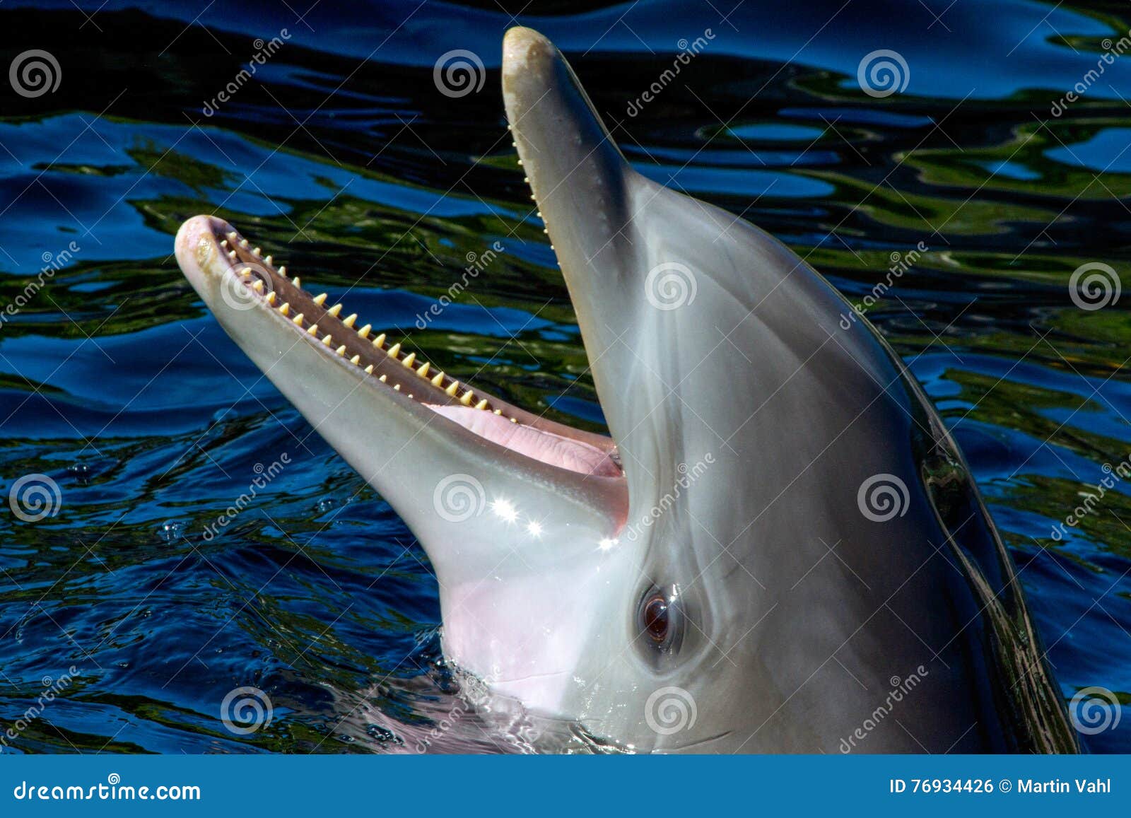 Dolphin Head stock photo. Image of dolphin, head, hungry - 76934426