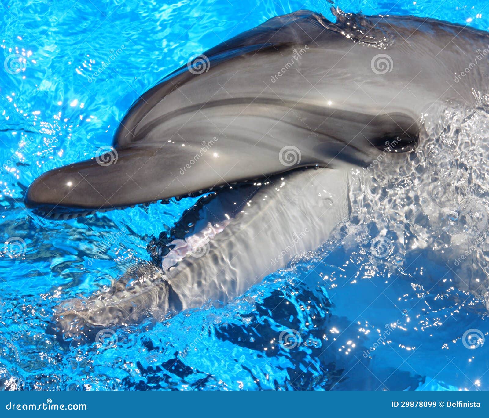 Dolphin Head Picture - Stock Photo Stock Image - Image of flipper ...