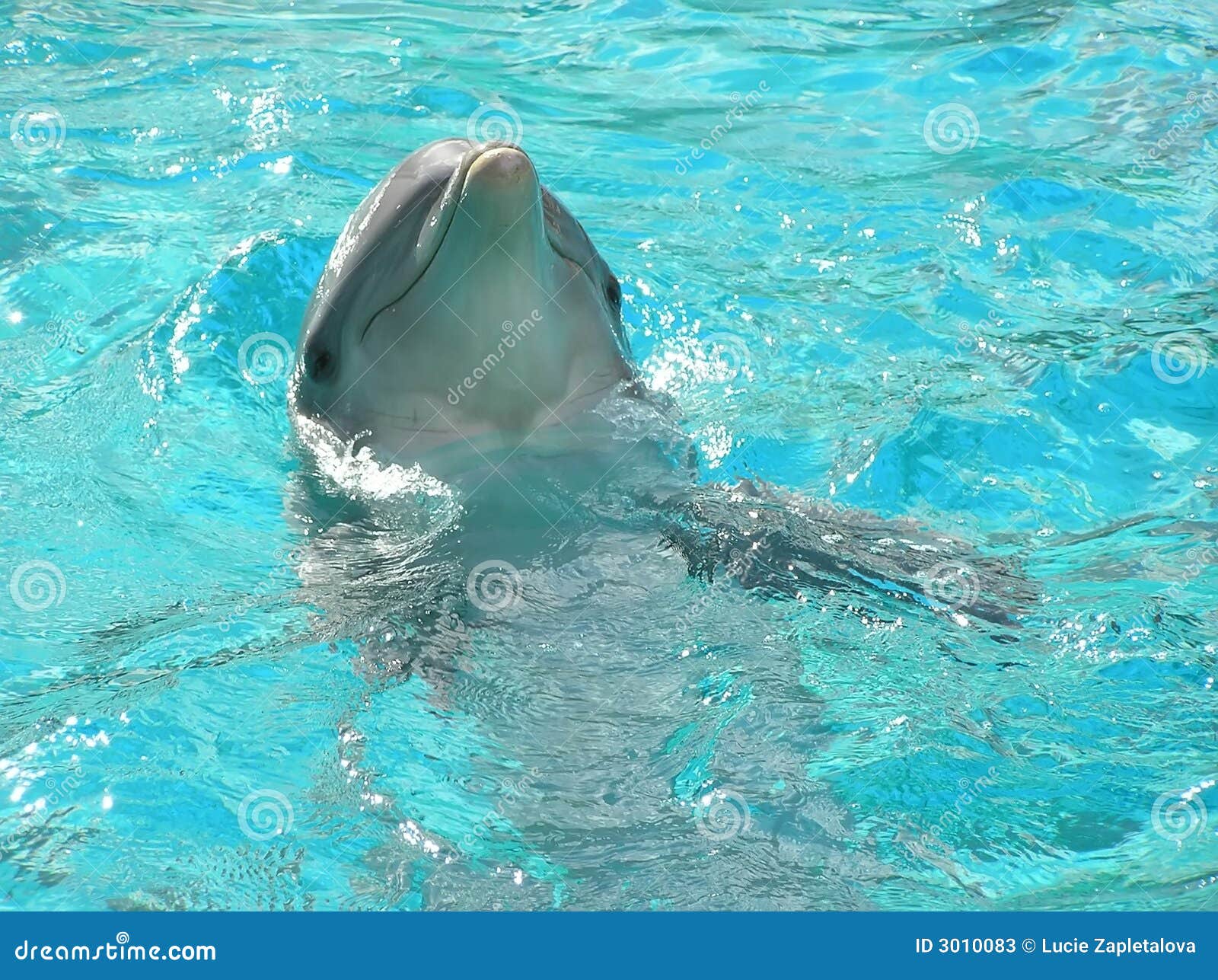 Dolphin head in water stock image. Image of water, truncatus - 3010083