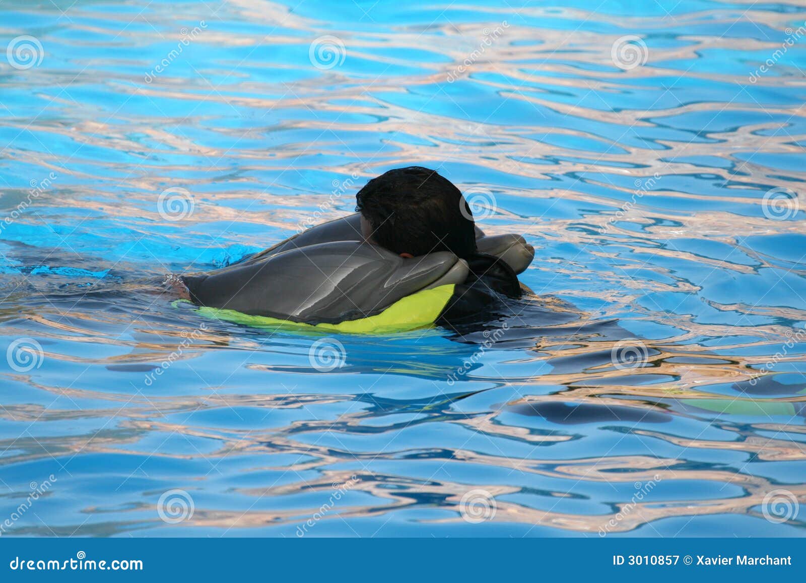 Dolphin hug stock image. Image of game, dolphin, friend - 3010857