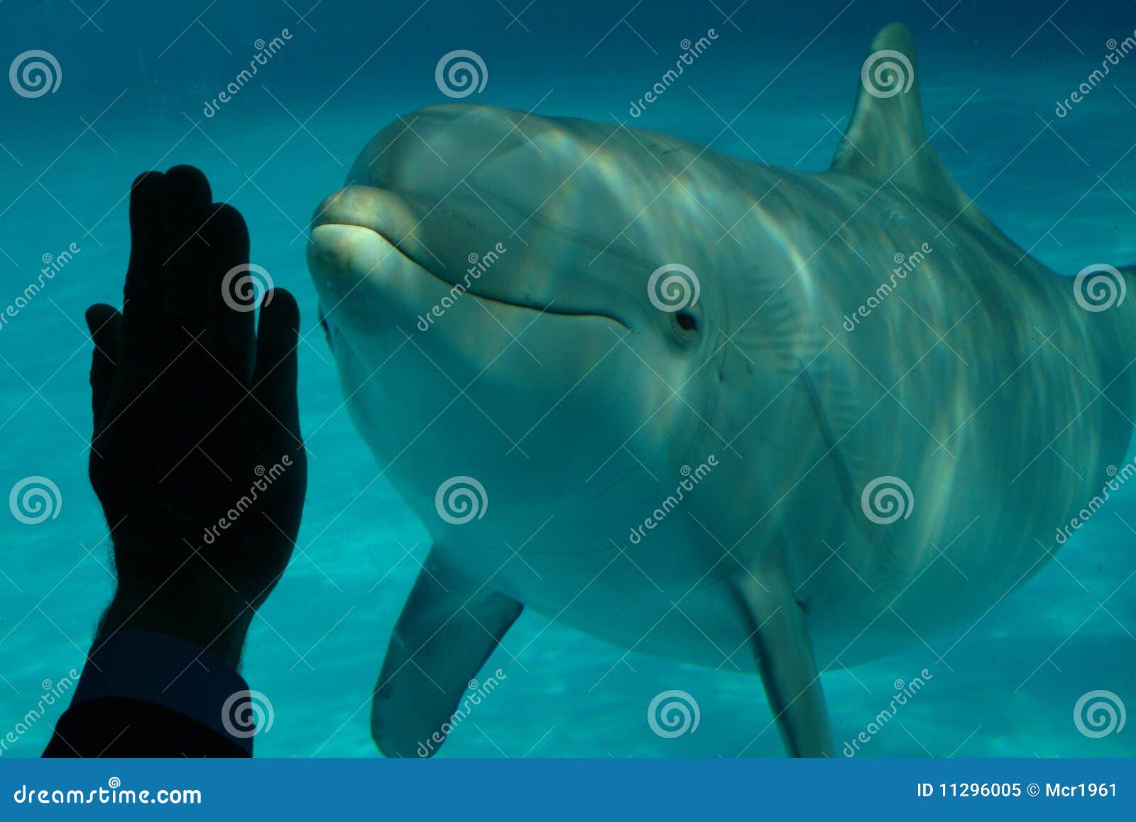 Dolphin and human hand 2 stock image. Image of closeup - 11296005