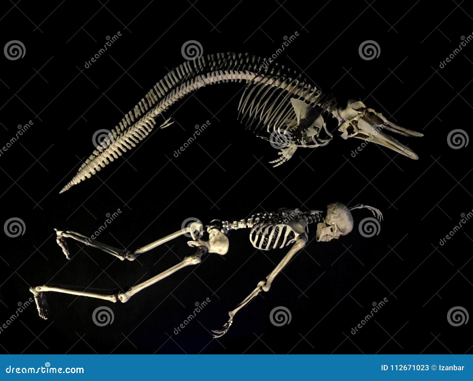 Skeleton Of Dolphin Royalty-Free Stock Photography | CartoonDealer.com ...